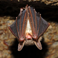 Bat Rescue - Alaska Wildlife Rescue